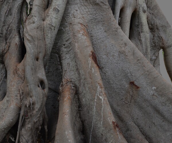 ArtStation - Giant Ficus Tree #1 Textures 5x16k \ 5x24k 3D Model RAW 3D ...