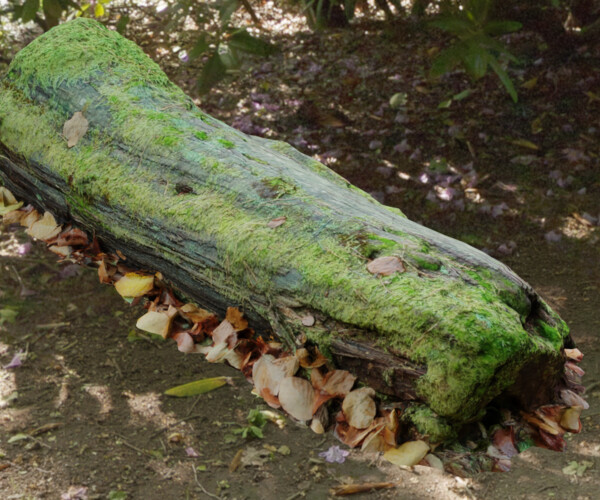 ArtStation - Tree Log VOL 01 | Game Assets