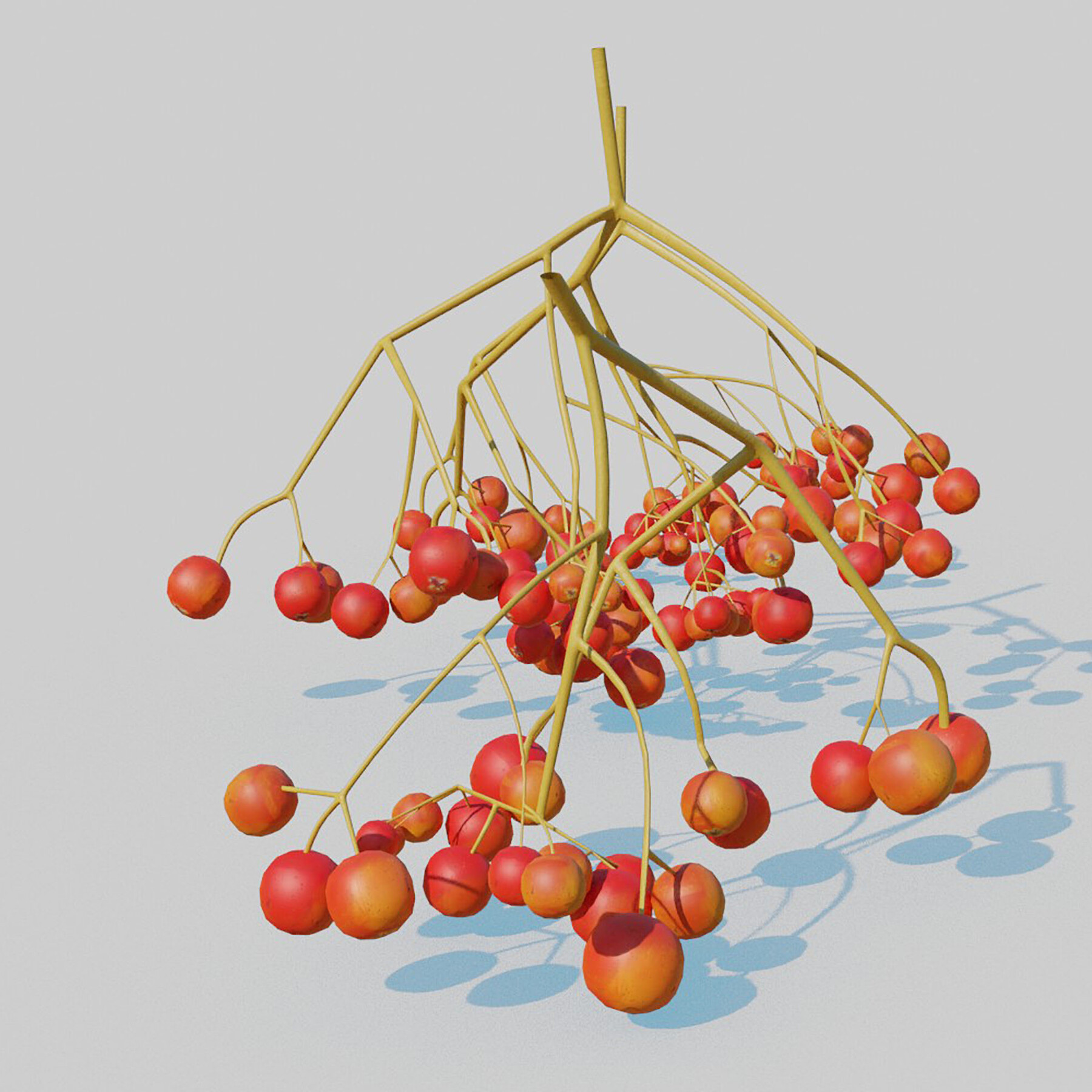 ArtStation - Mountain Ash Fruit | Resources