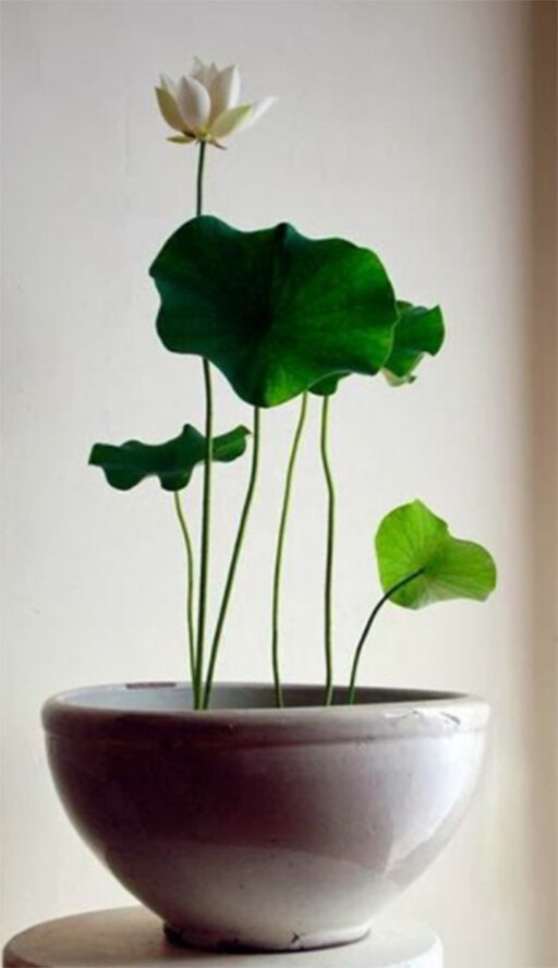 ArtStation - lotus | Resources