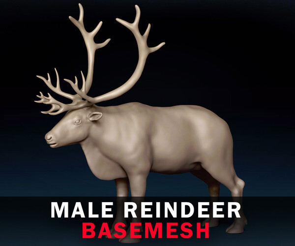 ArtStation - Male ReinDeer Base Mesh 3D Model | Resources