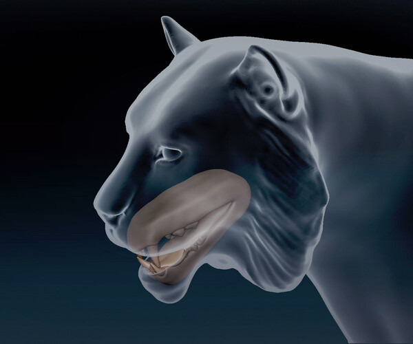 ArtStation - Tiger Base Mesh 3D Model | Resources