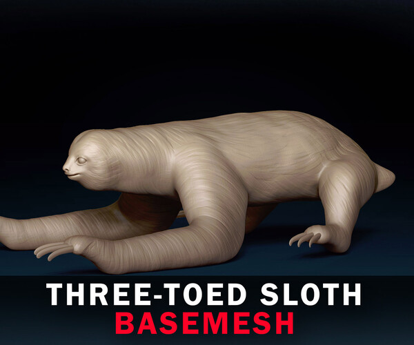 ArtStation - Three Toed Sloth Base Mesh 3D Model | Resources