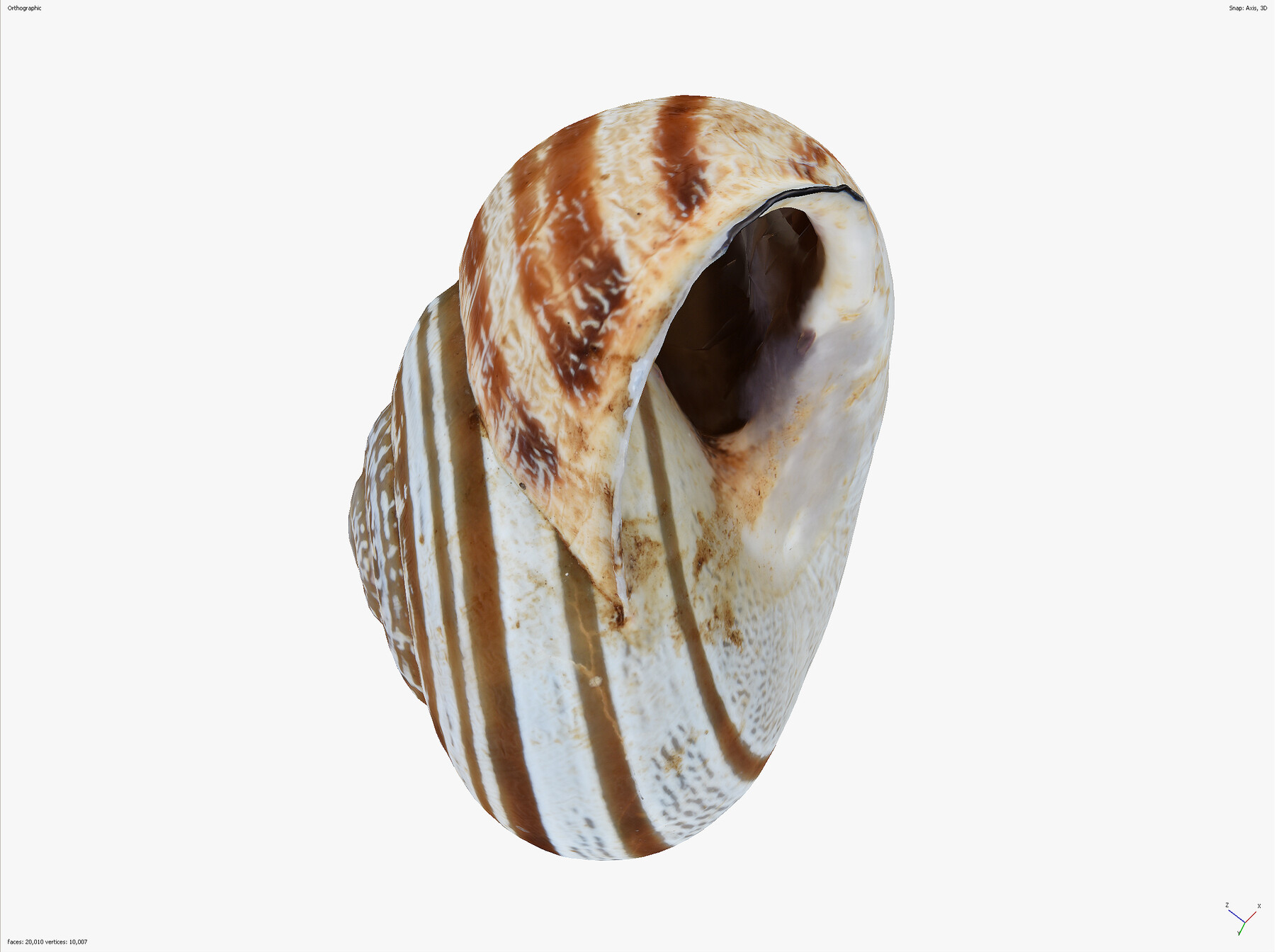 ArtStation - SNAIL 3D MODEL - LOW POLY \ HIGH POLY - CROSS-POLARIZED 3D ...