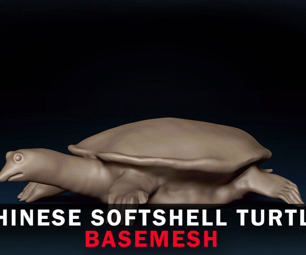ArtStation - Chinese Softshell Turtle Base Mesh 3D Model | Resources