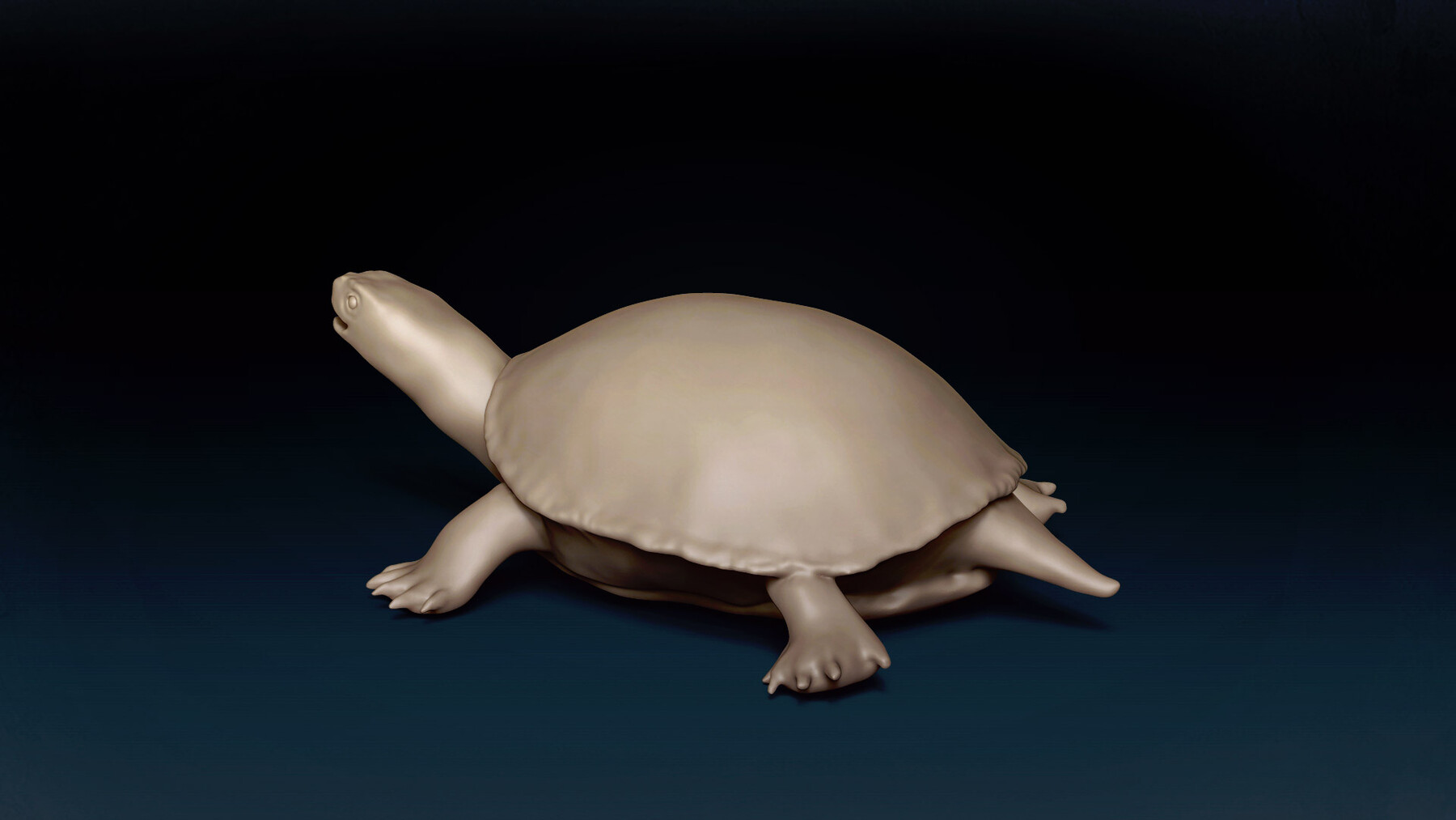 ArtStation - European Pond Turtle Base Mesh 3D Model | Resources