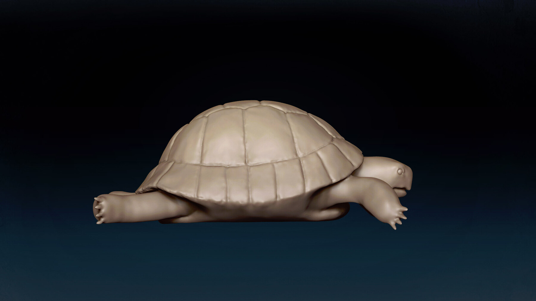 ArtStation - Hermann Turtle Tortoise Base Mesh 3D Model | Resources
