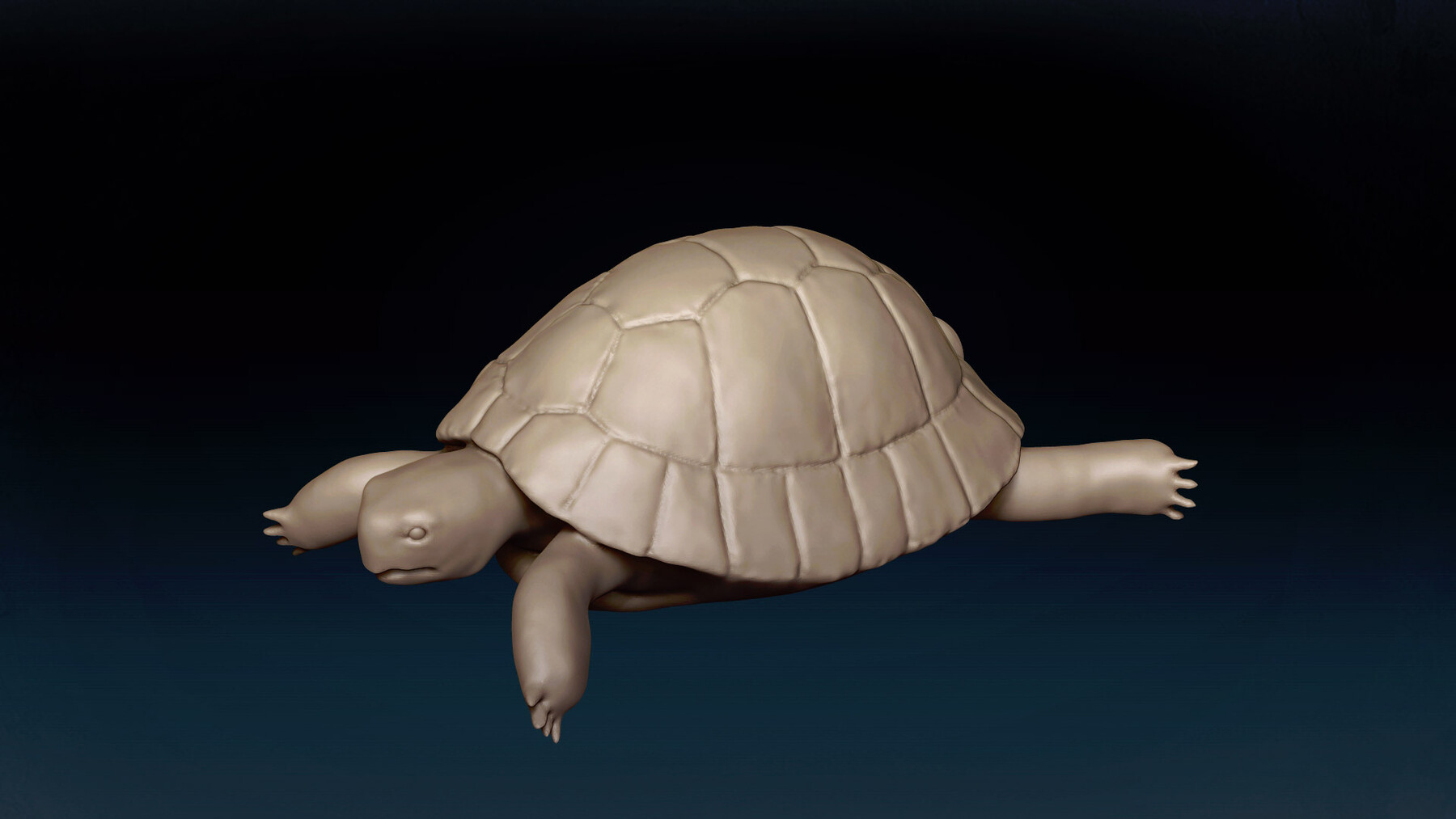 ArtStation - Hermann Turtle Tortoise Base Mesh 3D Model | Resources