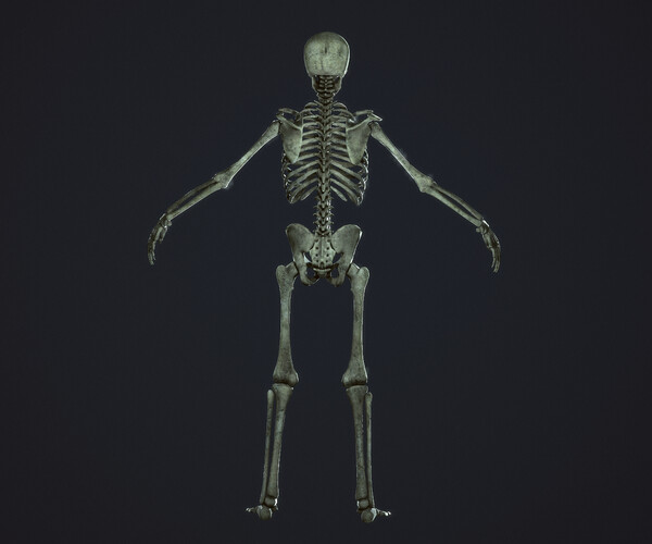 ArtStation - Skeleton Warrior - Game Ready Low-poly 3D model | Game Assets