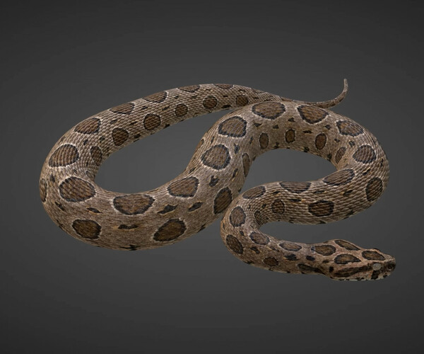 ArtStation - Russell Viper Animated | VFX Grace | Game Assets