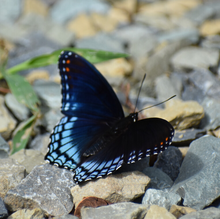 ArtStation - Beladesigns' Butterfly Reference Pack | Resources