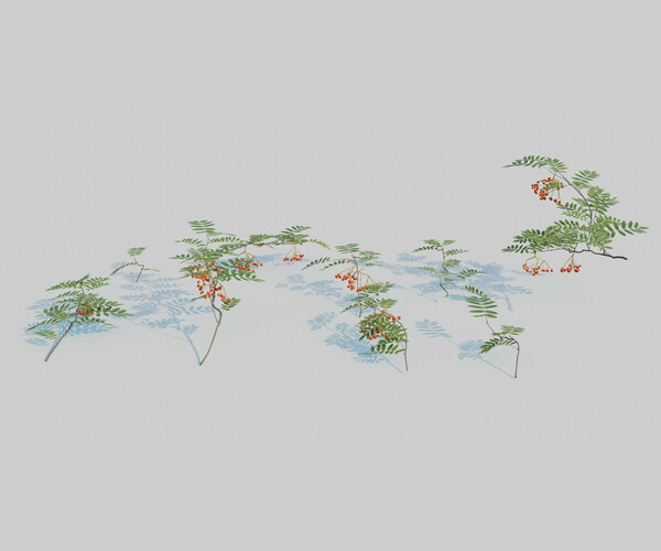 ArtStation - Mountain Ash Branch Pack | Resources
