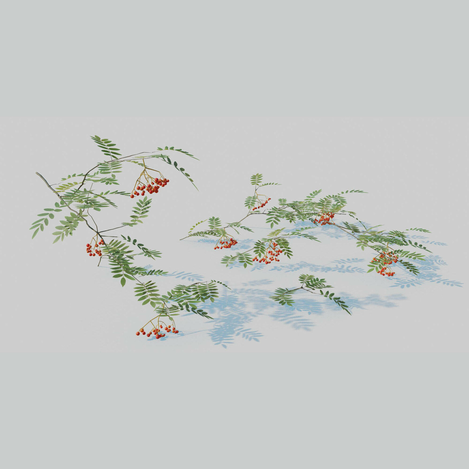 ArtStation - Mountain Ash Branch Pack | Resources