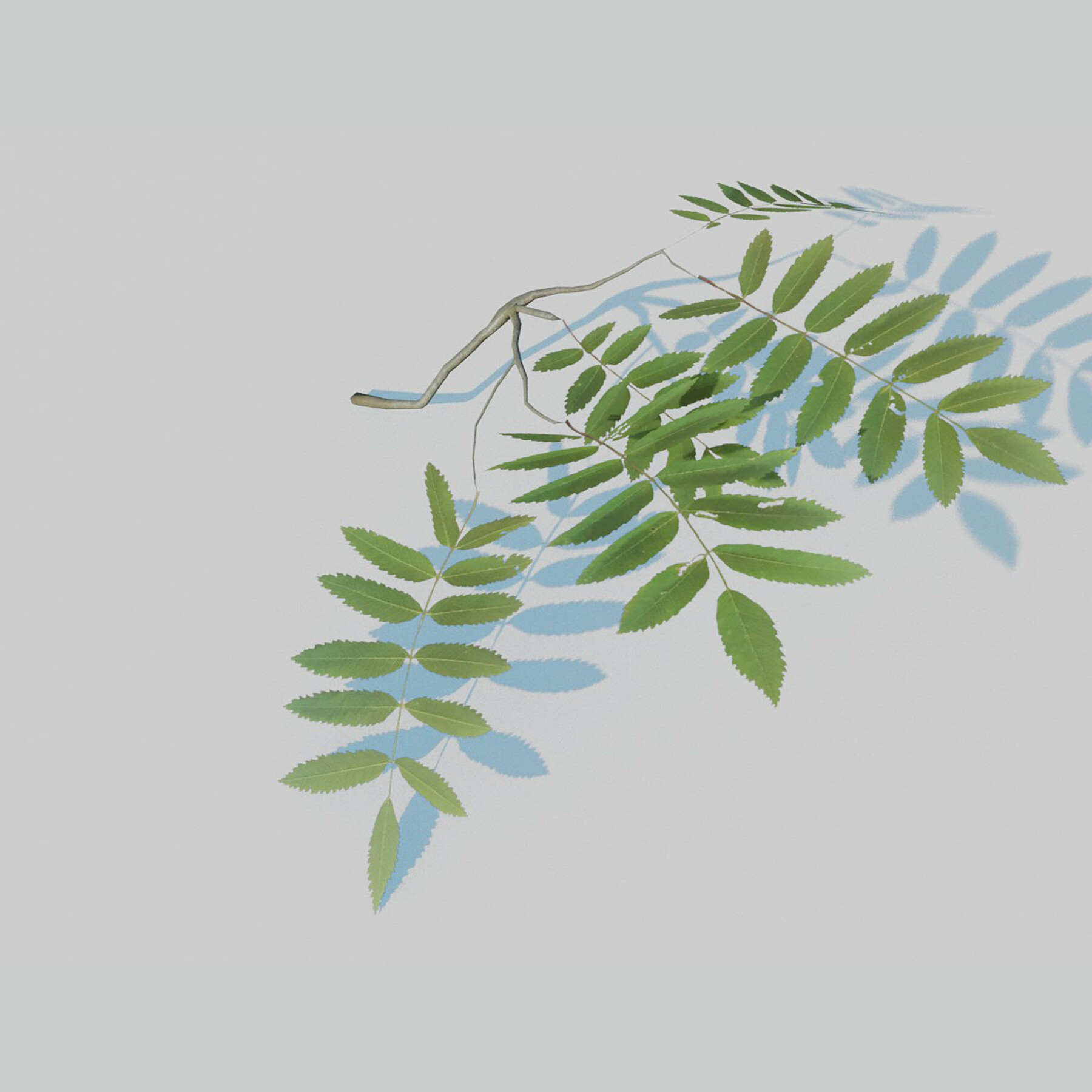 ArtStation - Mountain Ash Branch Pack | Resources