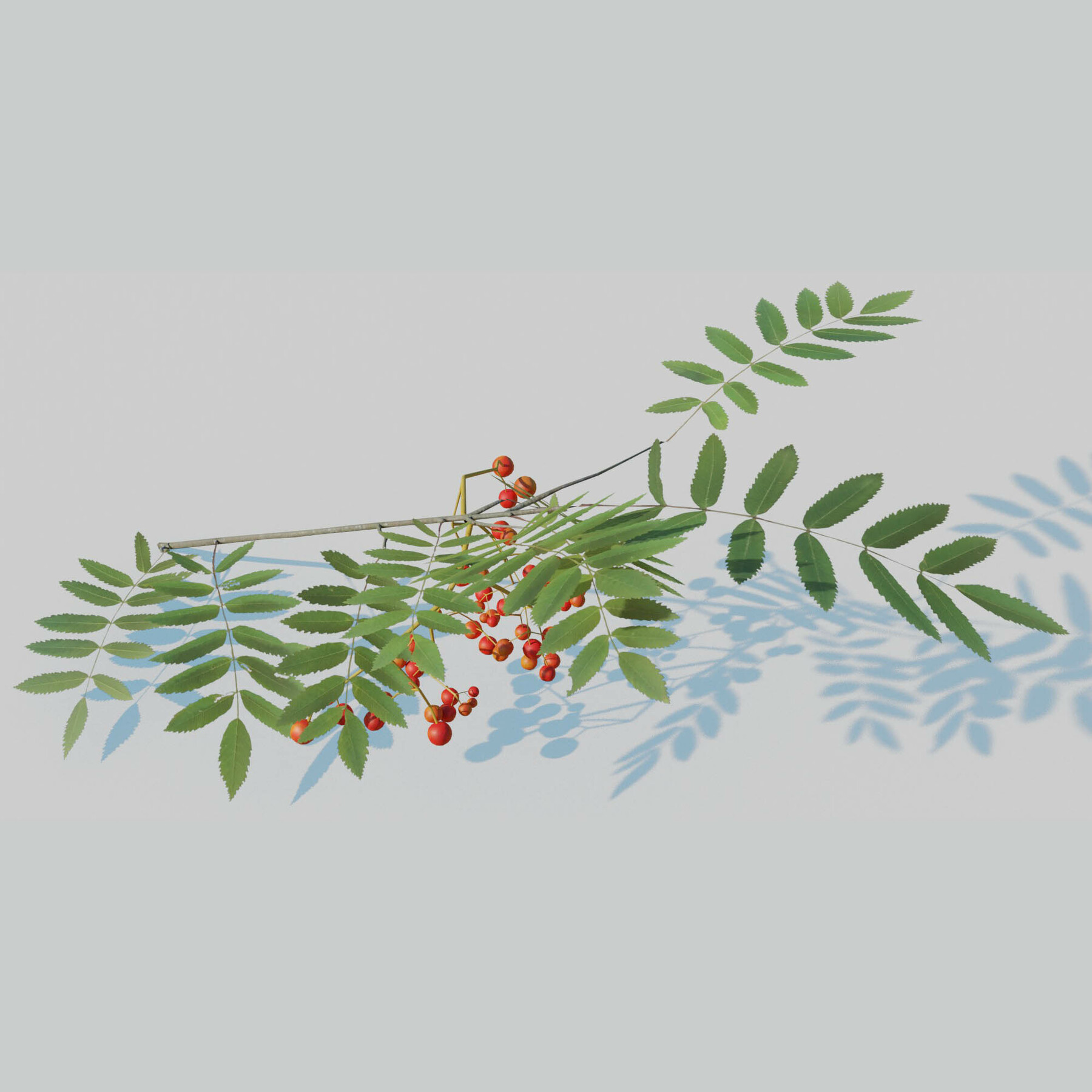 ArtStation - Mountain Ash Branch Pack | Resources