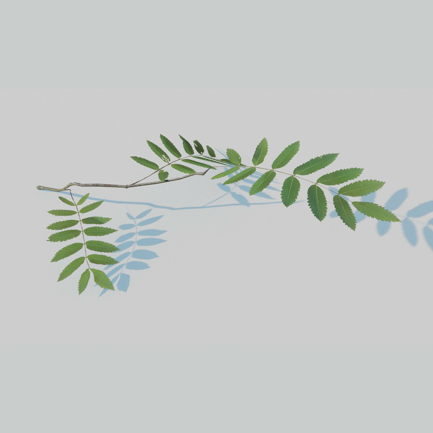 ArtStation - Mountain Ash Branch Pack | Resources