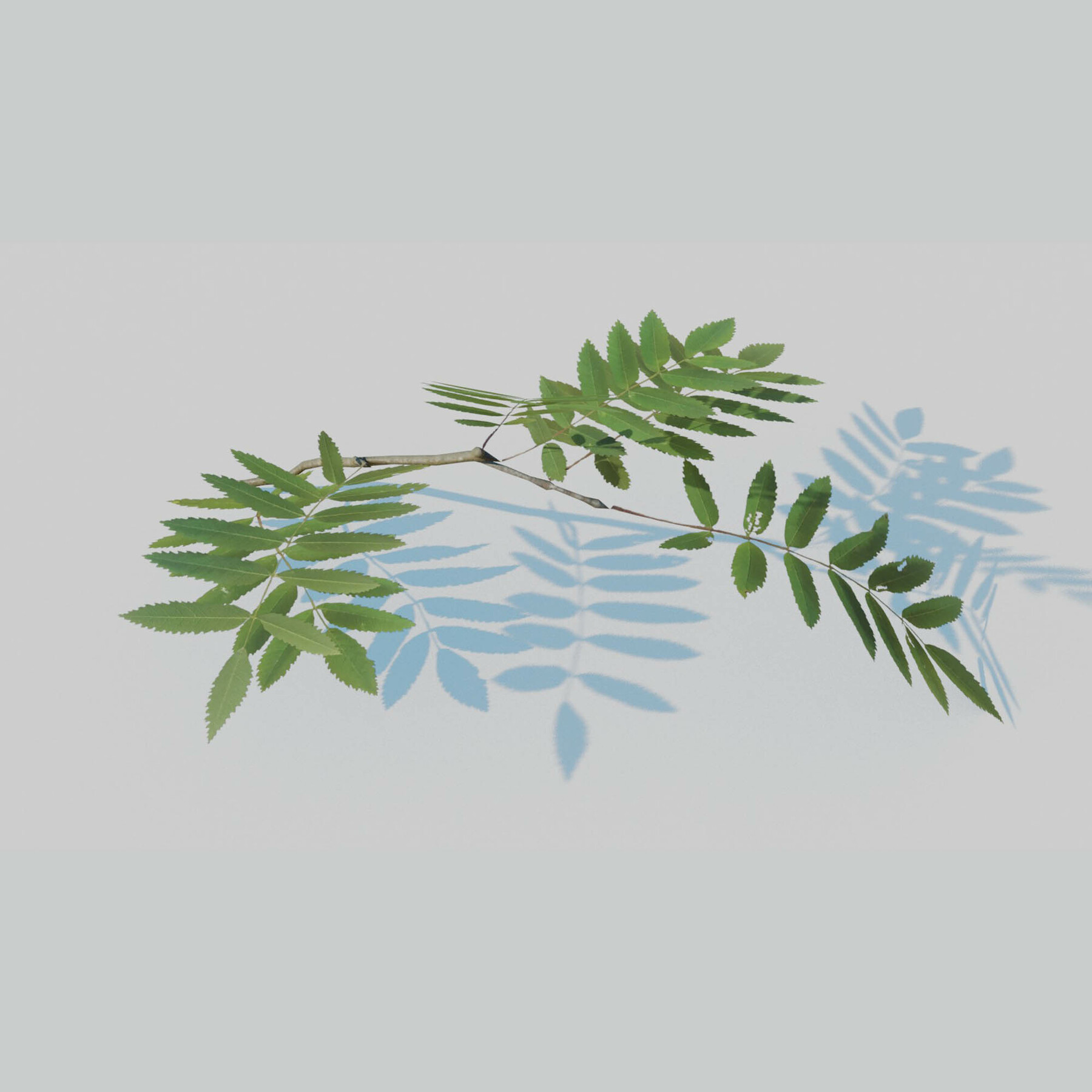 ArtStation - Mountain Ash Branch Pack | Resources