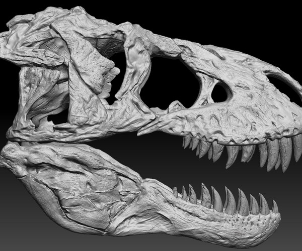 ArtStation - T-rex skull | Resources