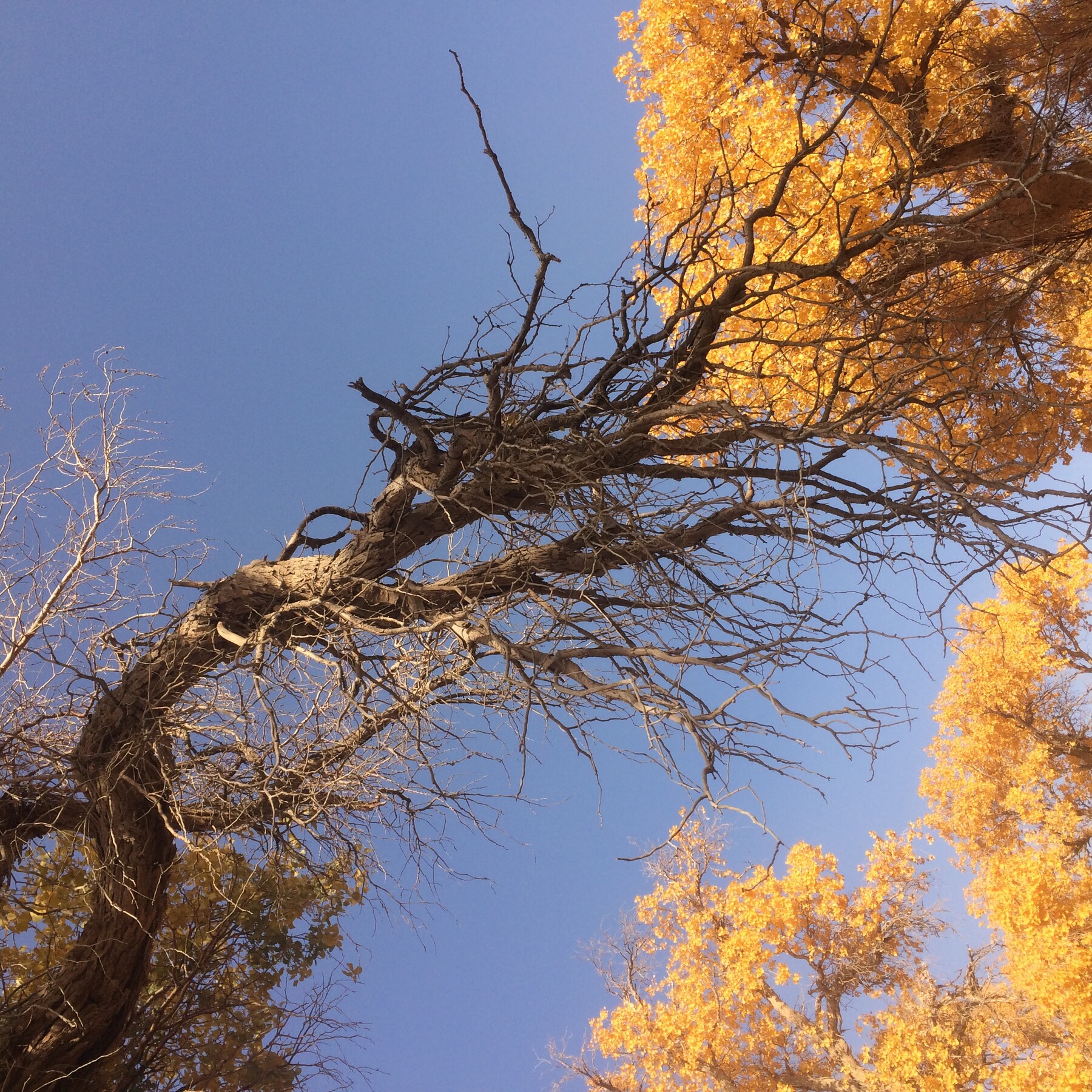 ArtStation - Populus euphratica | Resources