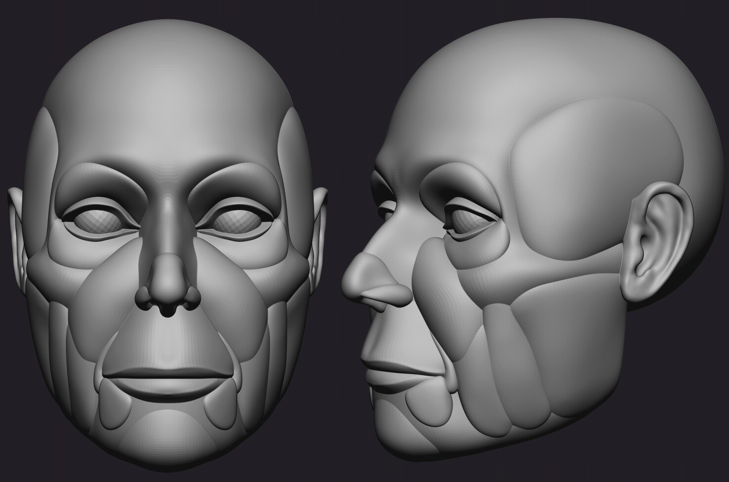 ArtStation - Realistic Head Anatomy Basemesh | Resources