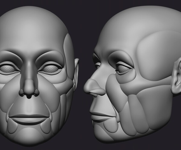 ArtStation - Realistic Head Anatomy Basemesh | Resources
