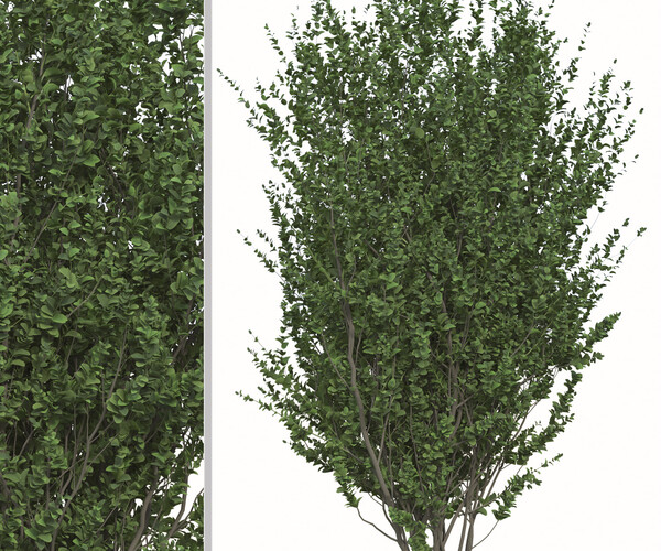 ArtStation - Set of Buxus sempervirens Shurb ( Boxwood ) ( 2 Shurbs ...