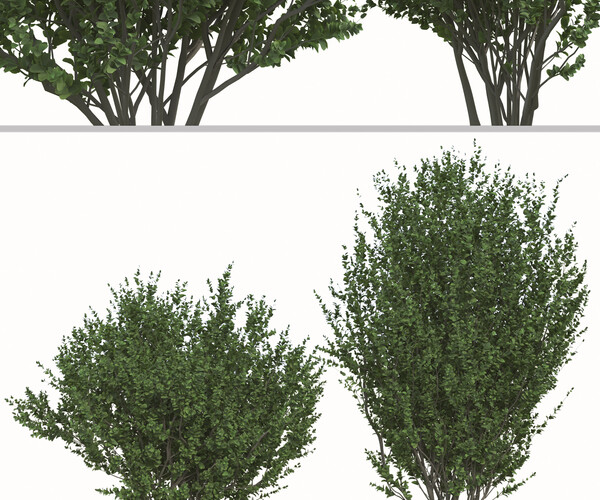 ArtStation - Set of Buxus sempervirens Shurb ( Boxwood ) ( 2 Shurbs ...