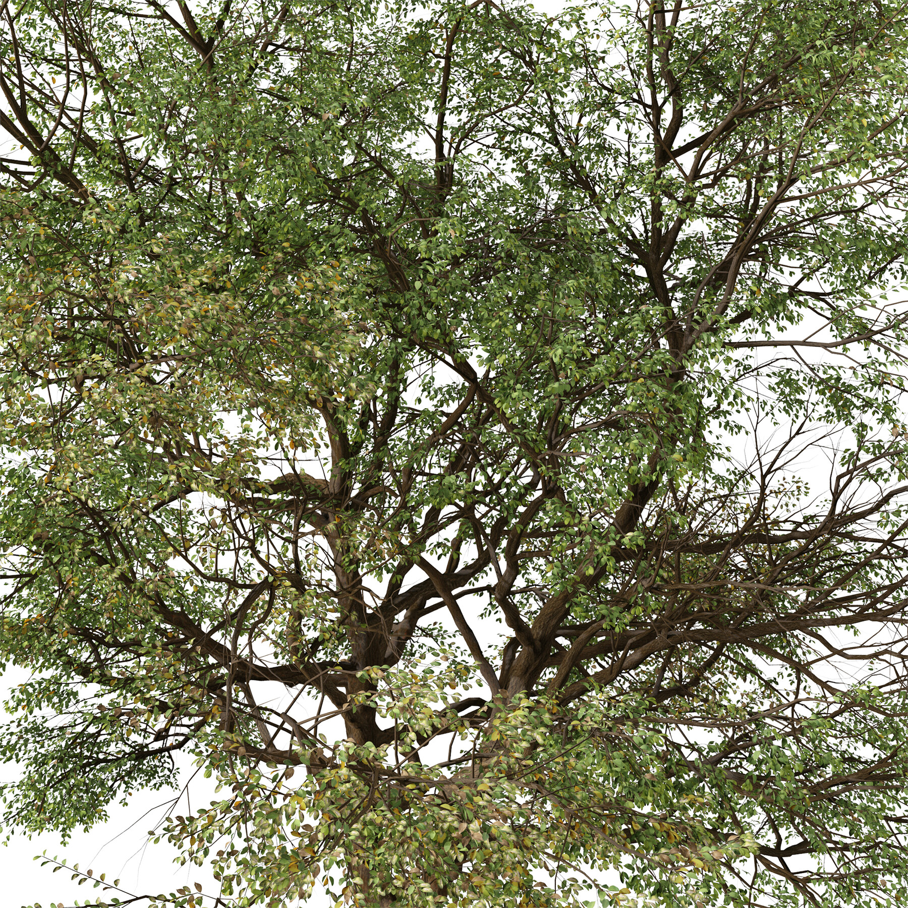 ArtStation - Quillaja saponaria Tree ( Soap bark tree ) ( 3Ds MAX ...
