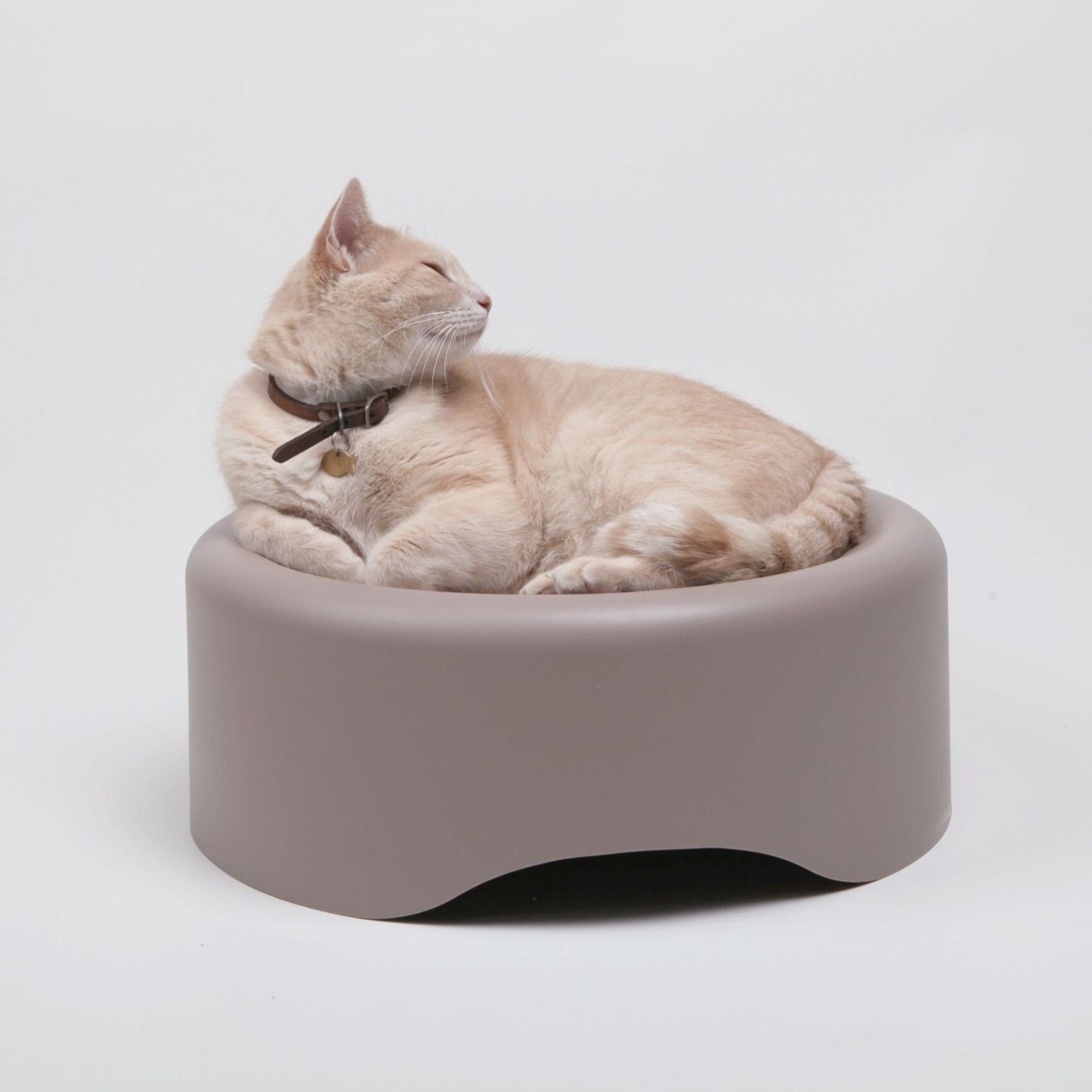 ArtStation - Catmonite Scratch Bed | Resources