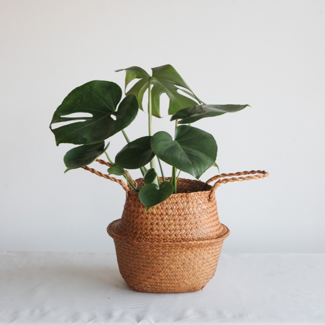 ArtStation - Ratan Potted Plant Set | Resources