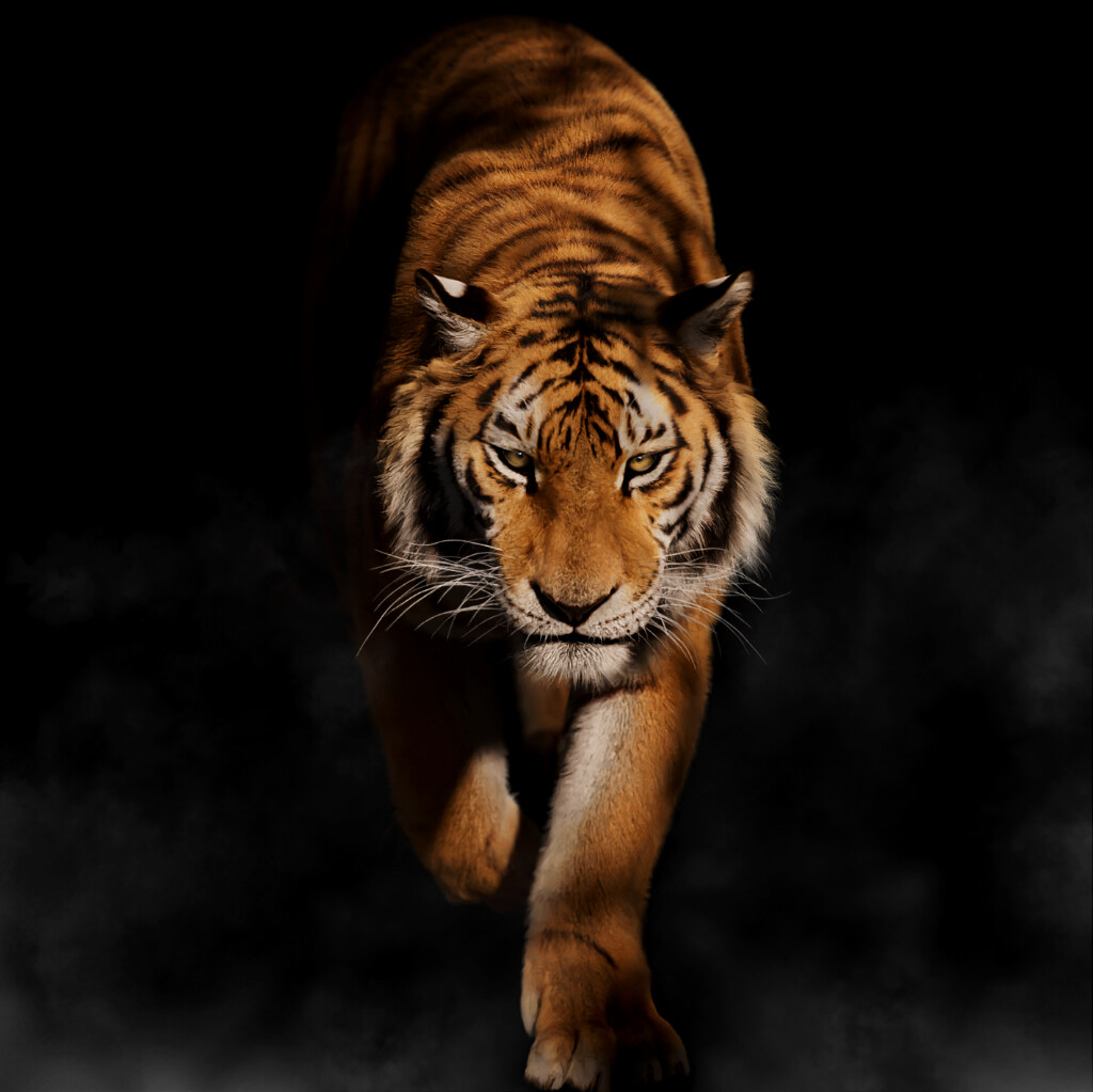 ArtStation - Siberian Tiger Animated | VFX Grace | Game Assets