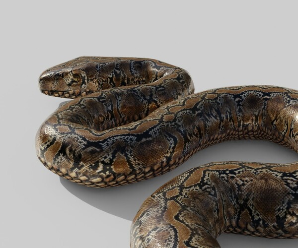 ArtStation - Python Snake - Low Poly - Game Ready - PBR | Game Assets