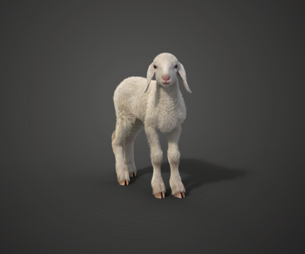 ArtStation - Baby Assaf Sheep Animated | VFX Grace | Game Assets
