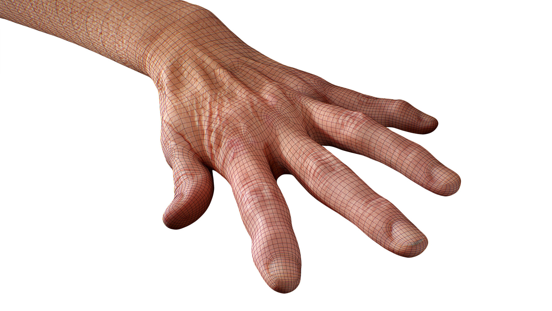 ArtStation - Retopologized 3D Hand Scan | Isla Cole | Resources