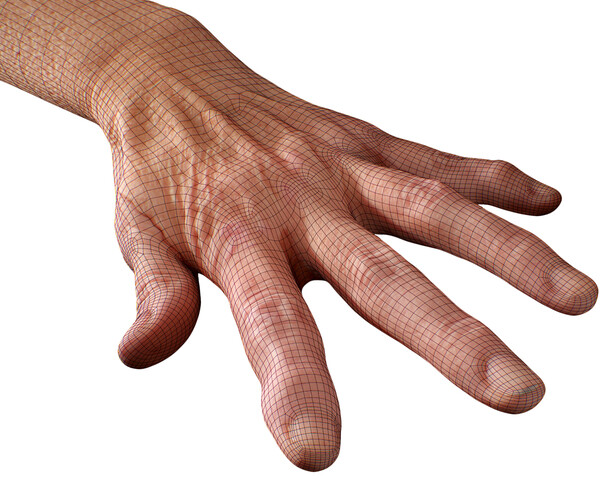 ArtStation - Retopologized 3D Hand Scan | Isla Cole | Resources
