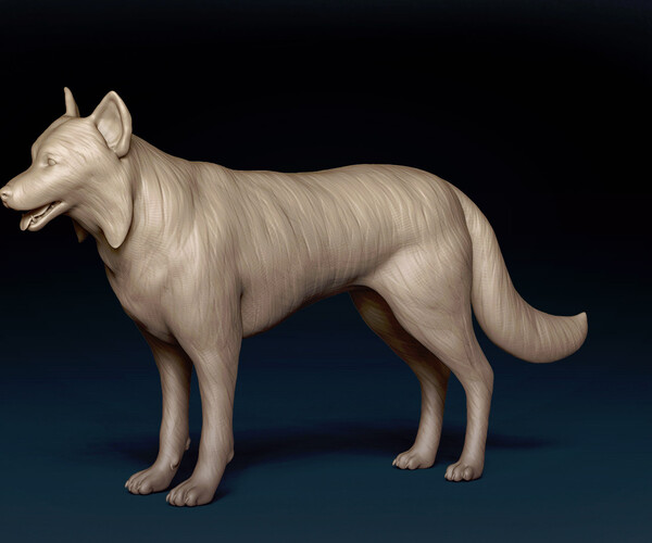 ArtStation - Border Collie Base Mesh 3D Model | Resources