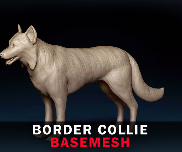 ArtStation - Border Collie Base Mesh 3D Model | Resources