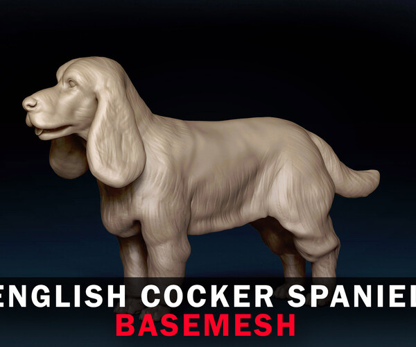 ArtStation - English Cocker Spaniel Base Mesh 3D Model | Resources