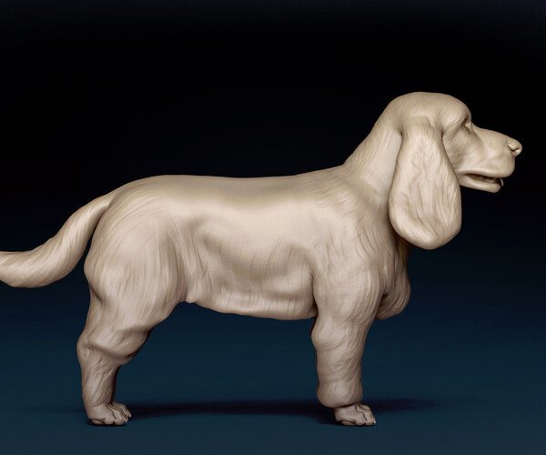 ArtStation - English Cocker Spaniel Base Mesh 3D Model | Resources