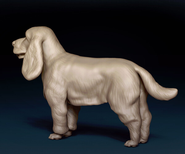 ArtStation - English Cocker Spaniel Base Mesh 3D Model | Resources