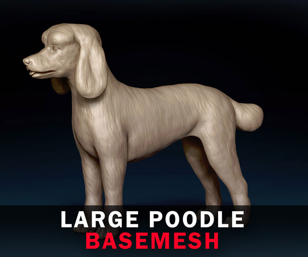 ArtStation - Large Poodle Base Mesh 3D Model | Resources