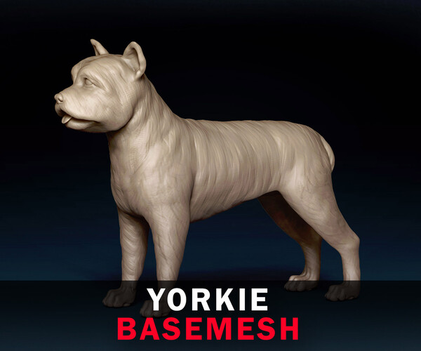 ArtStation - Yorkie Base Mesh 3D Model | Resources