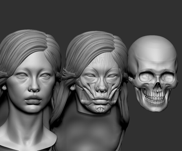 ArtStation - female head anatomy | Resources