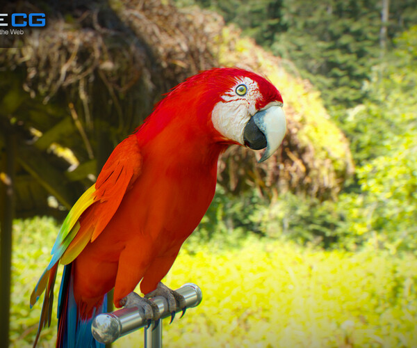 ArtStation - Animated Red Parrot | Game Assets