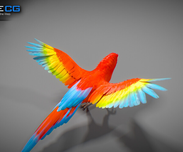 ArtStation - Animated Red Parrot | Game Assets