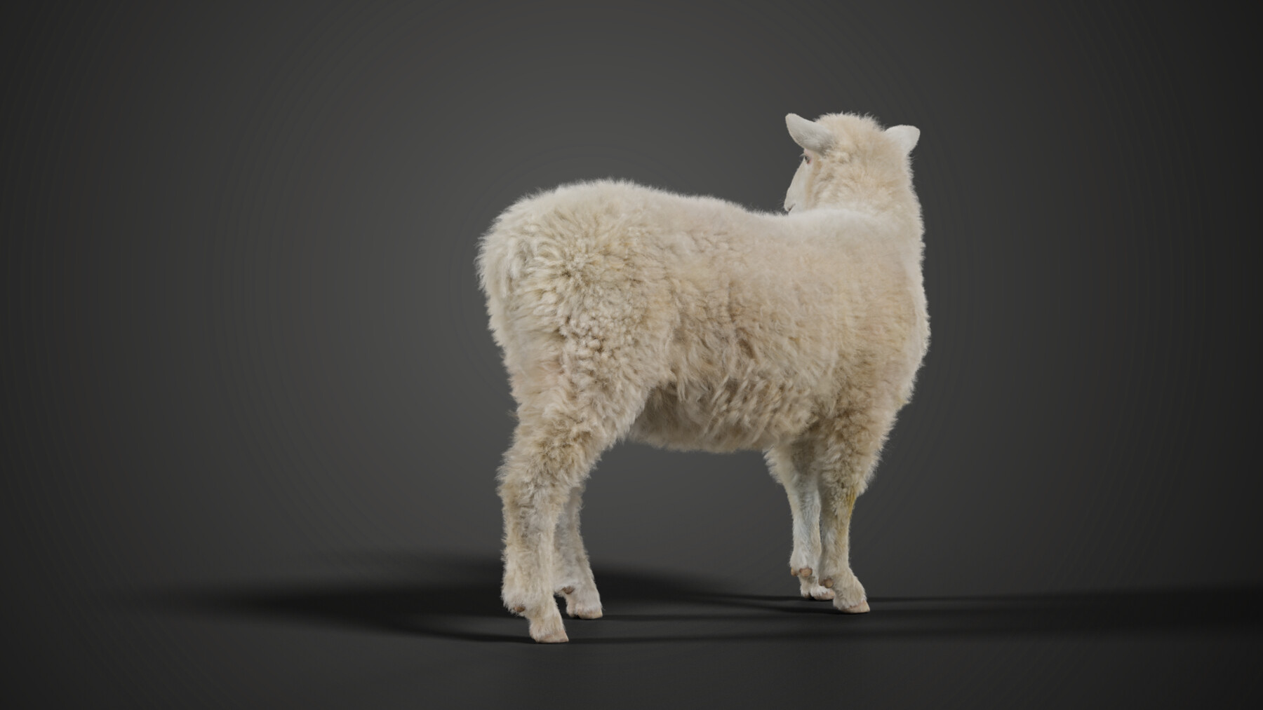 ArtStation - Youth Sheep Animated | VFX Grace | Game Assets
