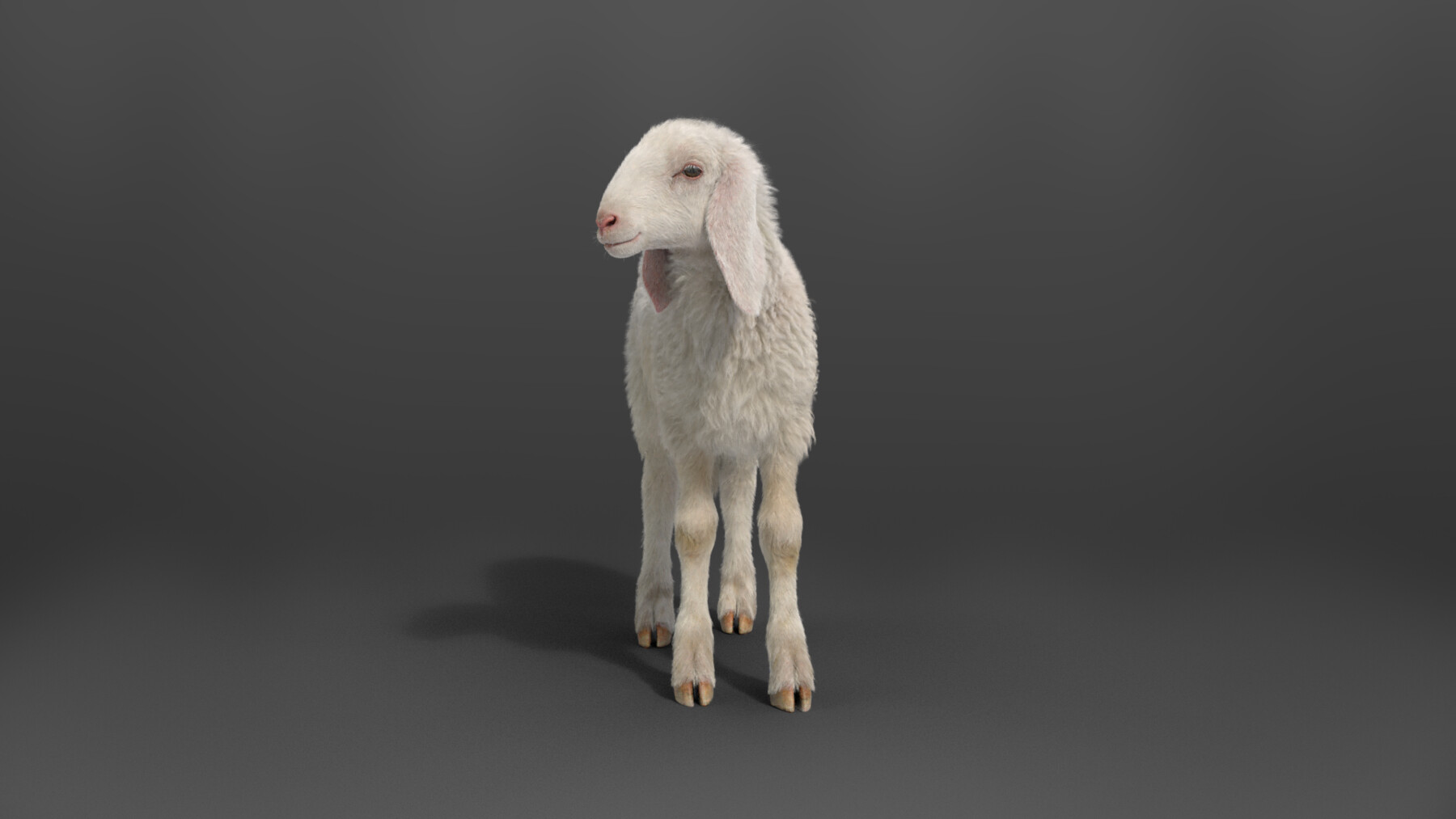 ArtStation - Young Assaf Sheep Animated | VFX Grace | Game Assets