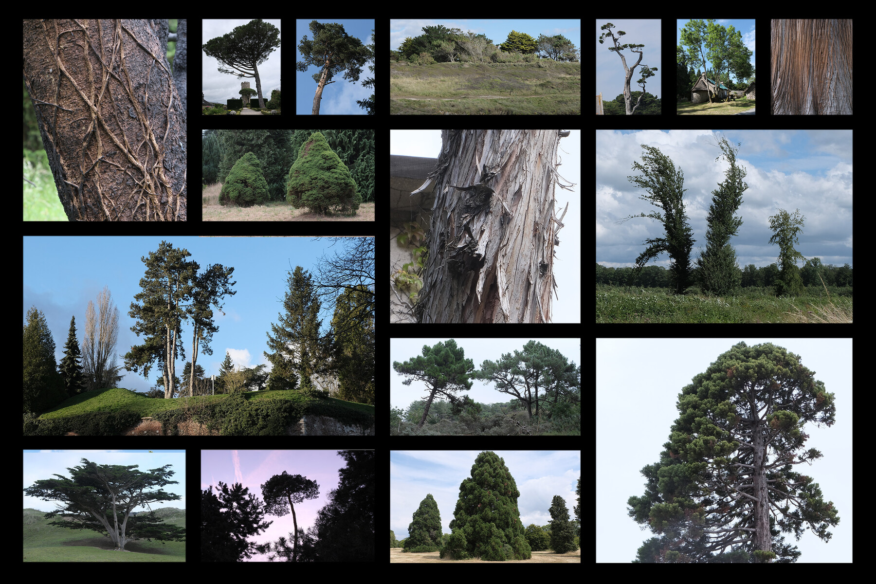 ArtStation - Trees | Resources