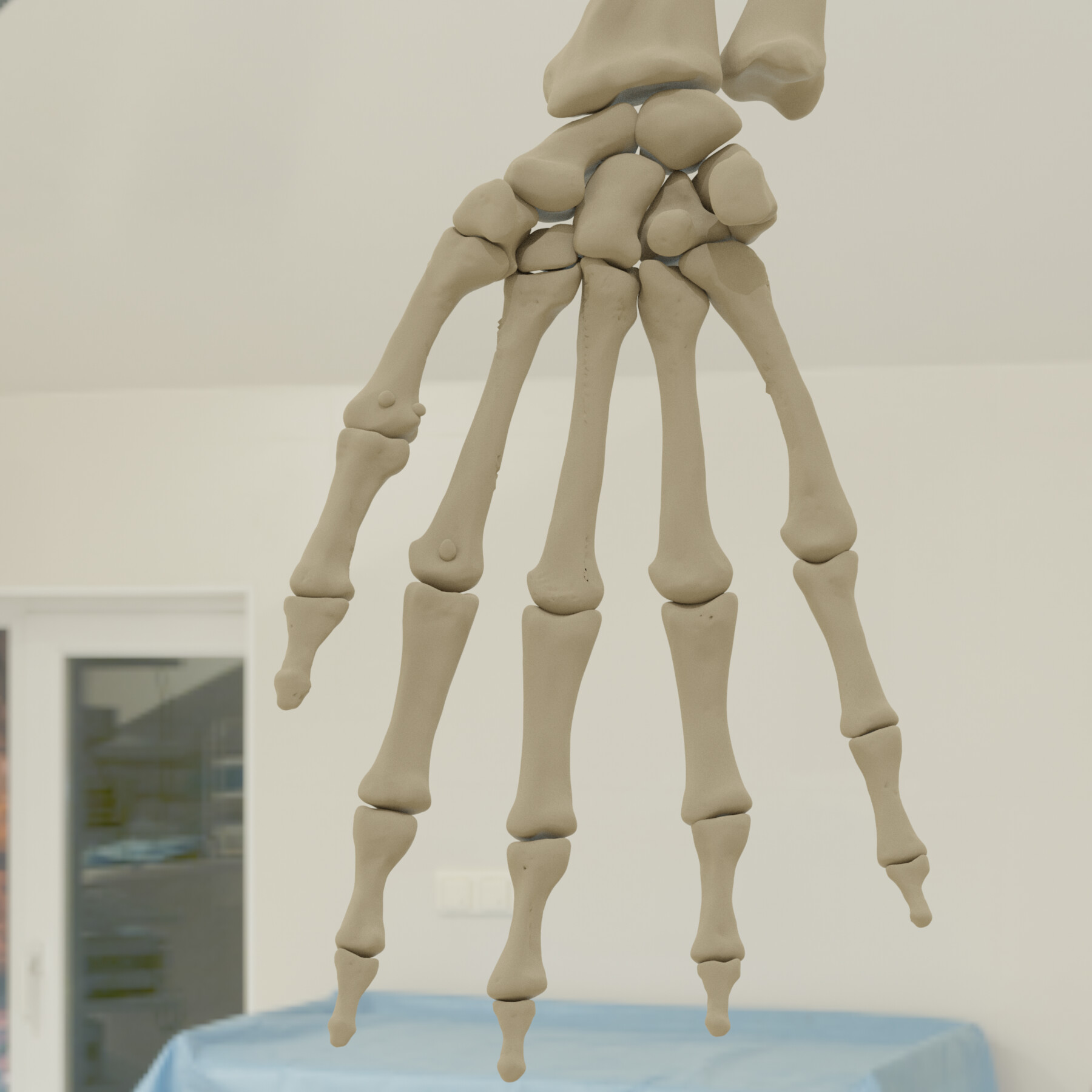 ArtStation - Anatomical skeleton of an adult male - All Bones | Resources