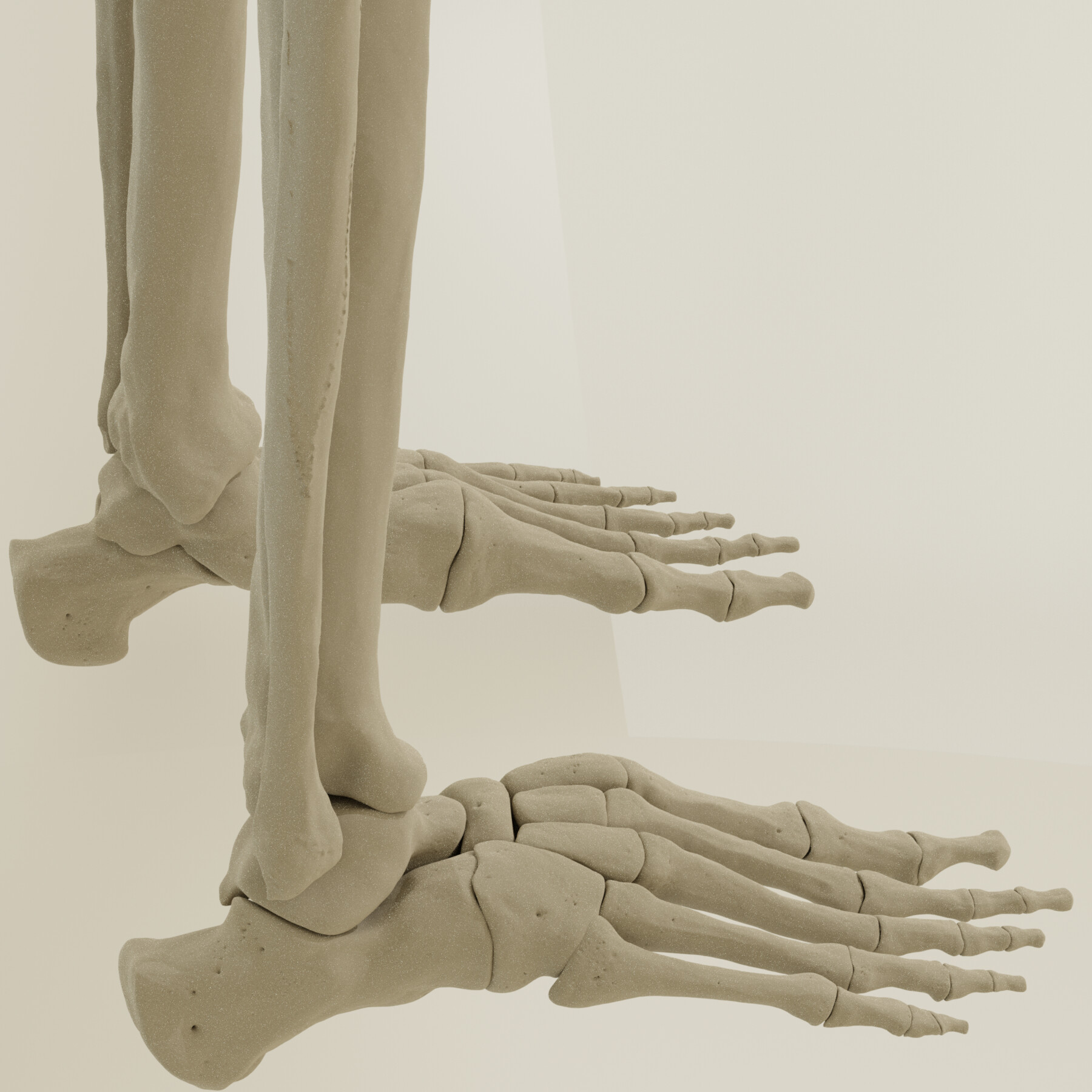 ArtStation - Anatomical skeleton of an adult male - All Bones | Resources